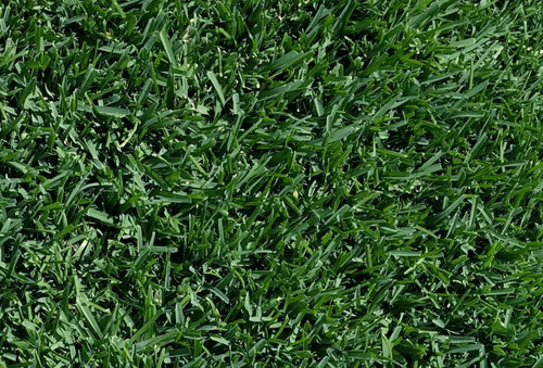 St. Augustine Provista | Sod-X Inc