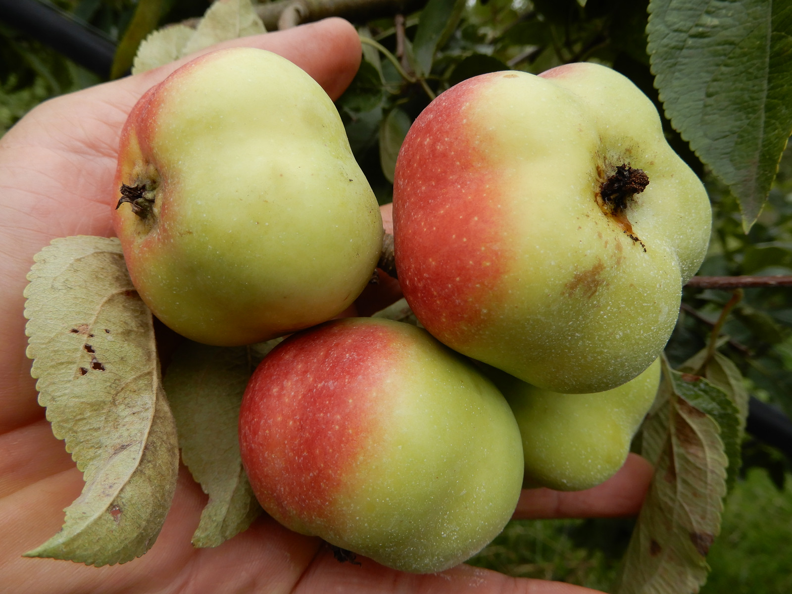 Pommier Api étoilé