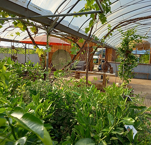 Sebtan pépinière. stages, ateliers, Fruitiers anciens rares, Baies ...