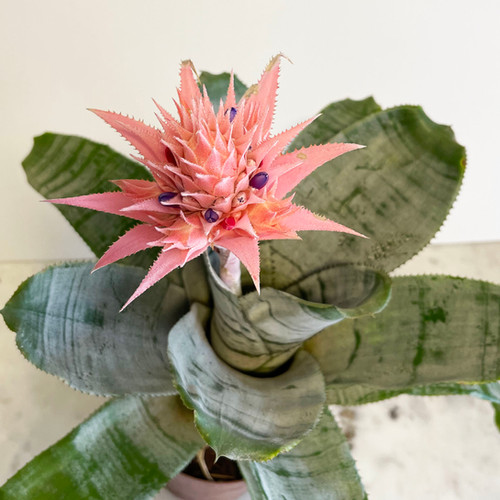 Bromelia | Greenhouse Orchid
