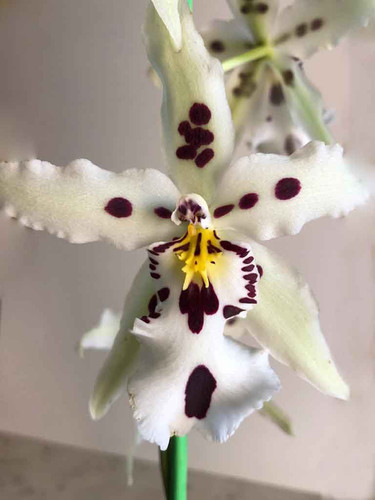 Aliceara Snowblind | Greenhouse Orchid