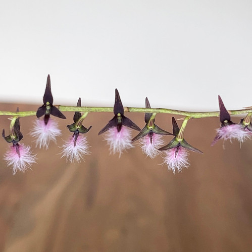 Bulbophyllum saltatorium var. albociliatum | Greenhouse Orchid
