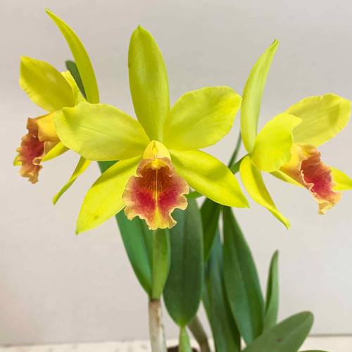 Rhyncholaeliocattleya (Rlc.) Golden Light | Greenhouse Orchid
