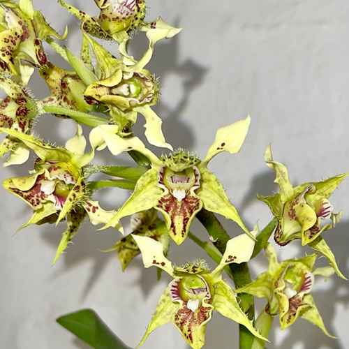 Dendrobium polysema | Greenhouse Orchid