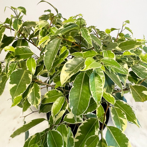 Ficus benjamina var. variegado | Greenhouse Orchid