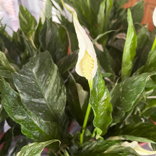 Spathiphyllum o Spatifilium variegado | Greenhouse Orchid