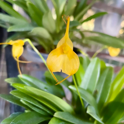 Masdevallia infracta amarela | Greenhouse Orchid