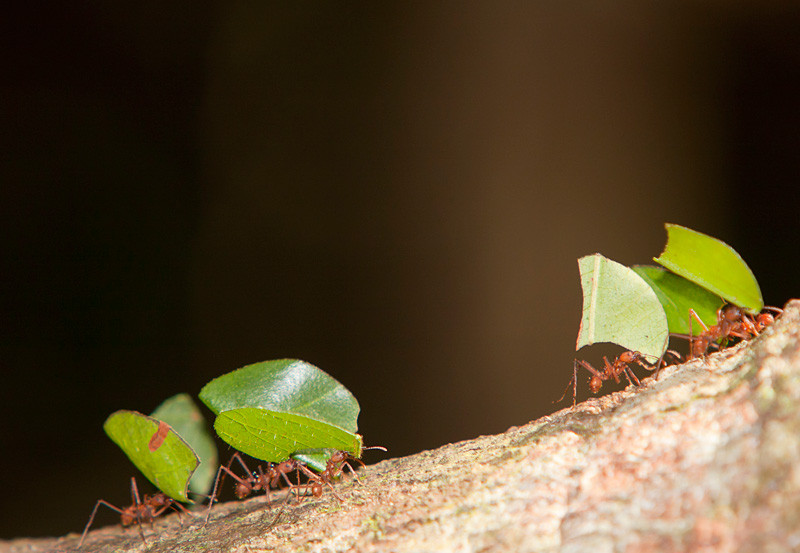 Macrofauna del suelo