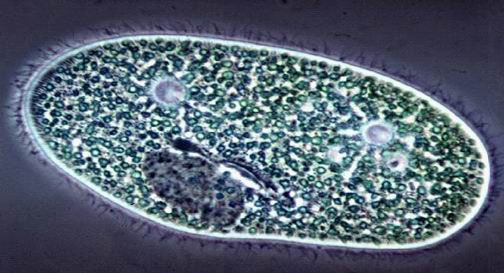 Microfauna y mesofauna del suelo