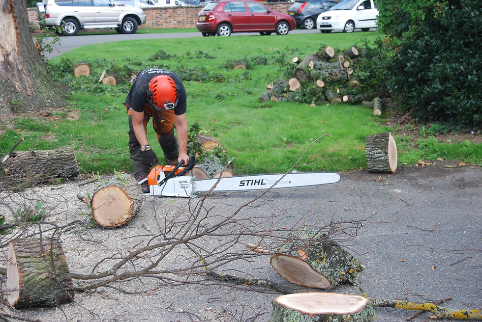 Forestry Services | Oldbury | Oakham Tree Surgery