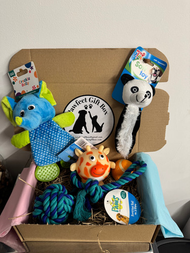Fetch & Fun Toy Box for Dogs | Pawfect Gift Box