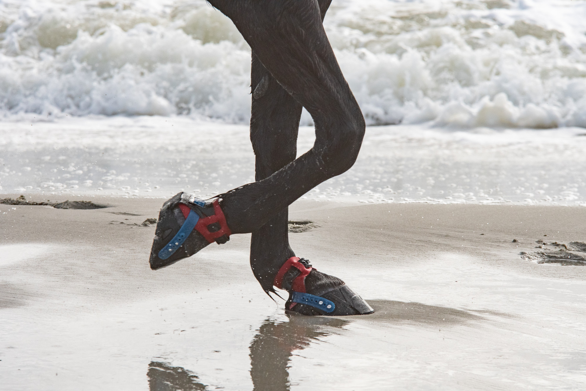 Home | Hoof Boots and Beyond