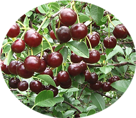 dwarf cherry tree varieties