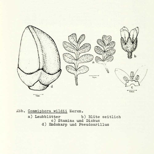 Myrrhe de Namibie ou myrrhe Omumbiri | Maison Néroli