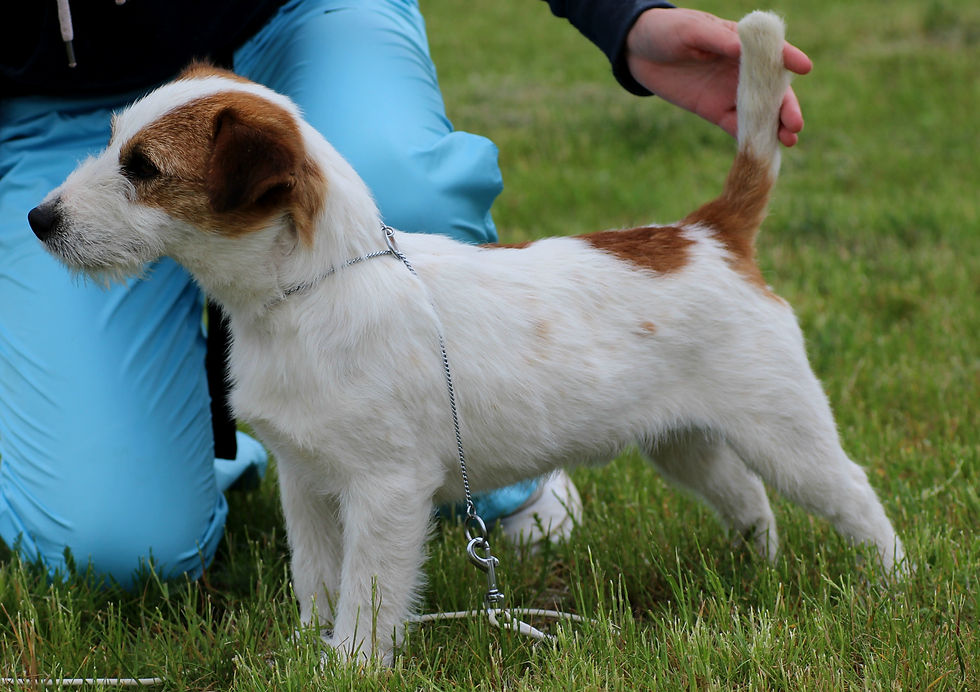 JARED Admiko | hodowla