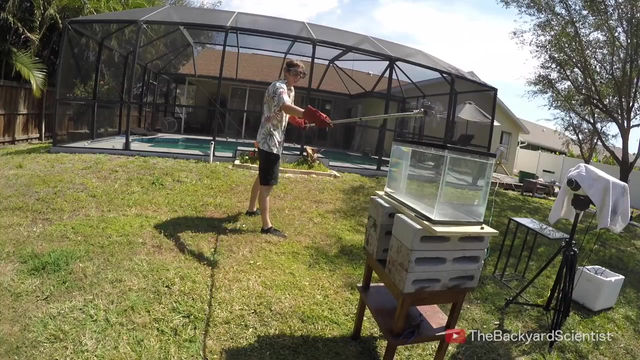 The Backyard Scientist