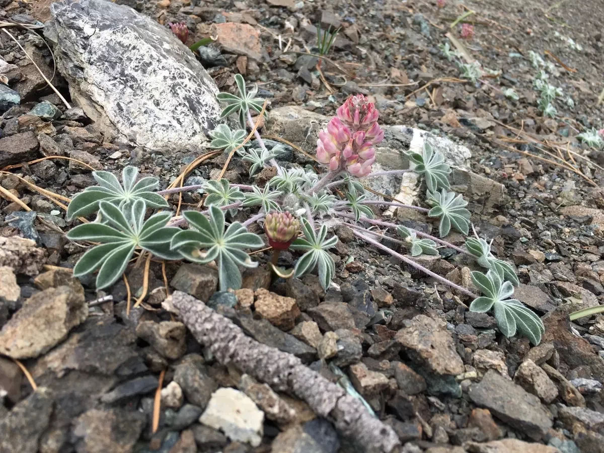 Lassics Lupine Receives Endangered Species Act Protections