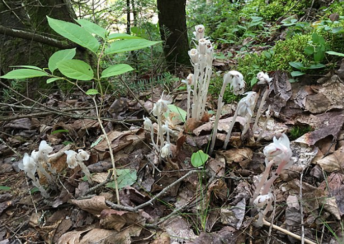Spooky Species Spotlight: Ghost Pipe!