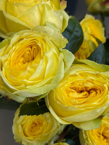 Desert Poppy | Scottsdale | Arizona | flowers | floral | florist