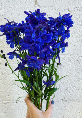 | Desert Poppy | Scottsdale | Arizona | flowers | floral | florist