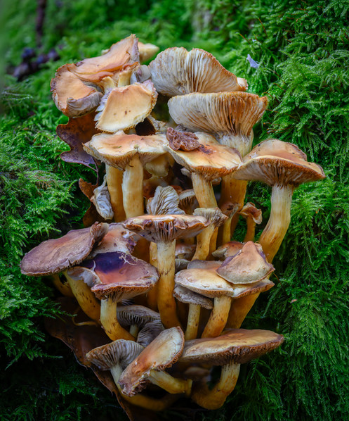 Competition Gallery 2024 | Intimate Landscape