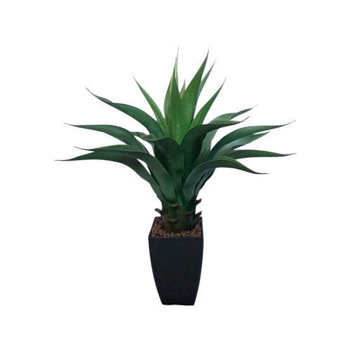 Agave con Maceta | EKO HAUS