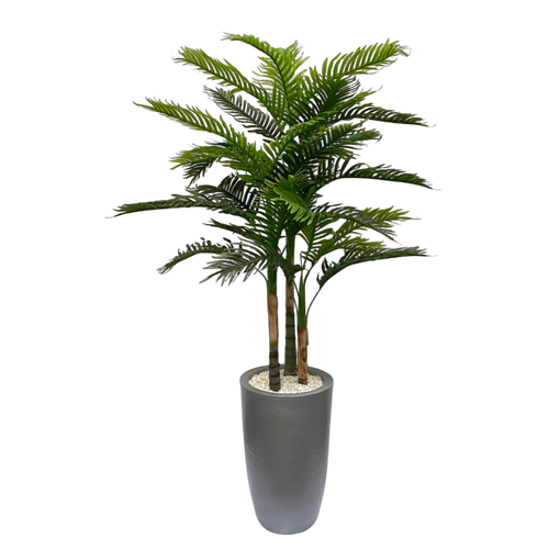 Palmera Areca | EKO HAUS