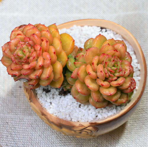 Graptoveria Pink Ruby Triple | Succulentfarm