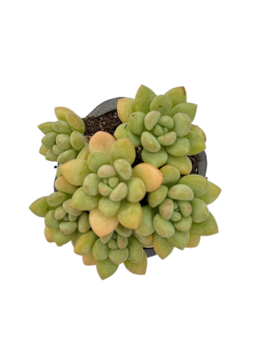 Echeveria Bubble Gummy | Succulentfarm