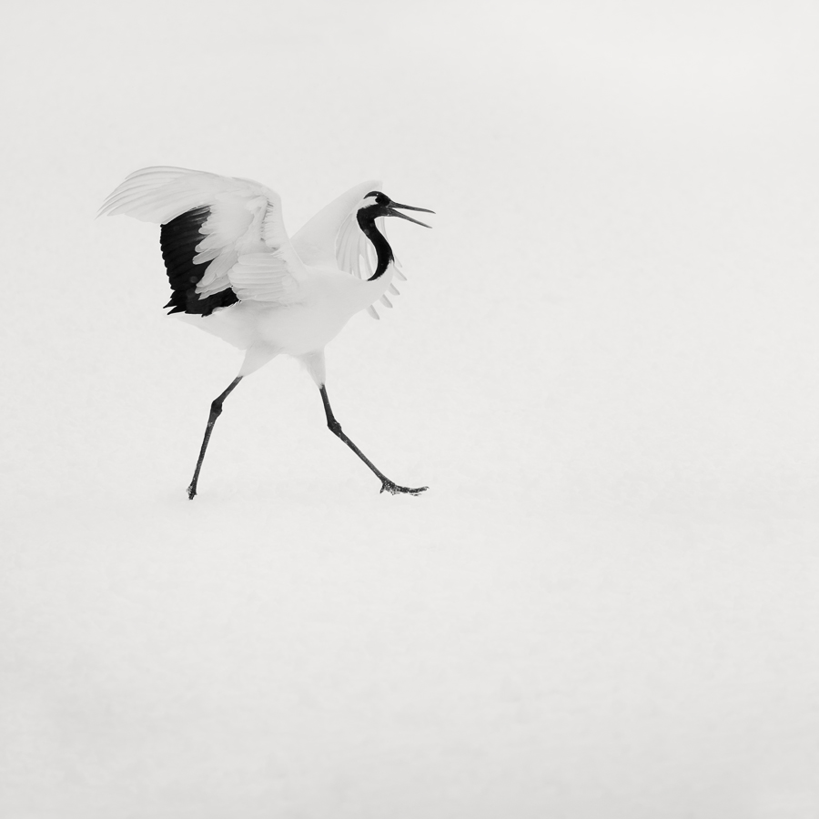 Japan: Getting to Kushiro to Observe the Tanchozuru Cranes (Part 2)