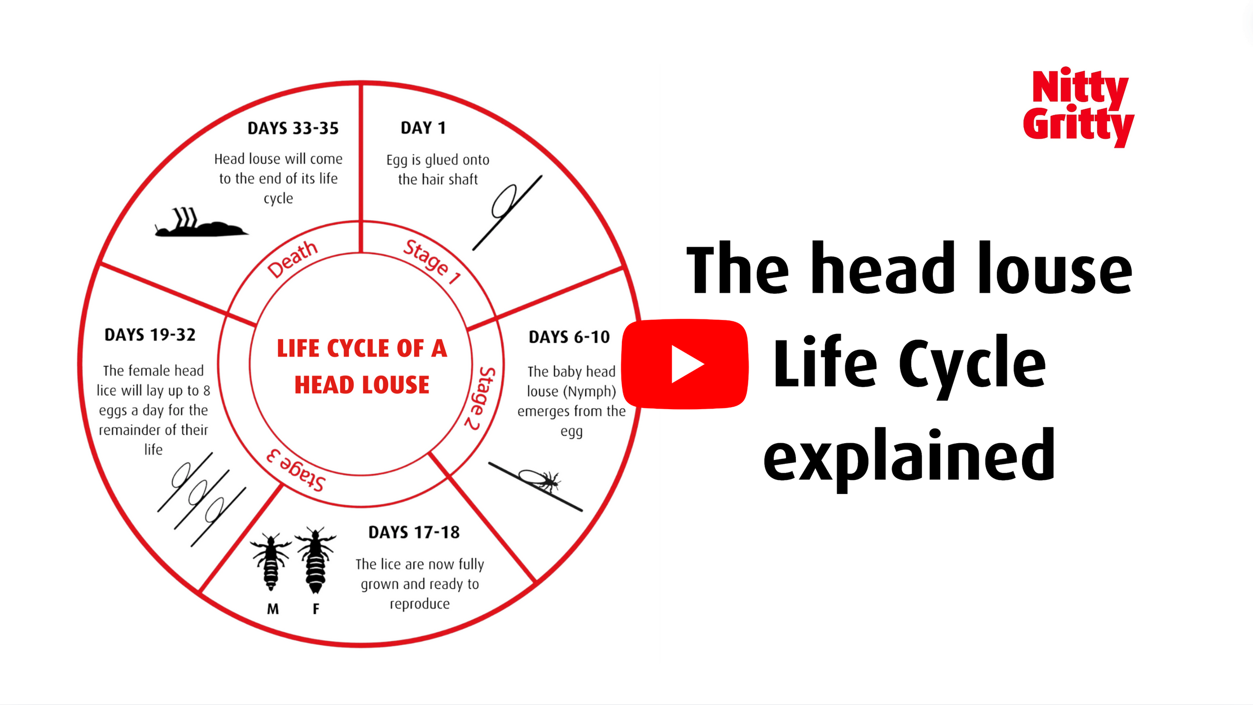 Understanding the Life Cycle of a head louse