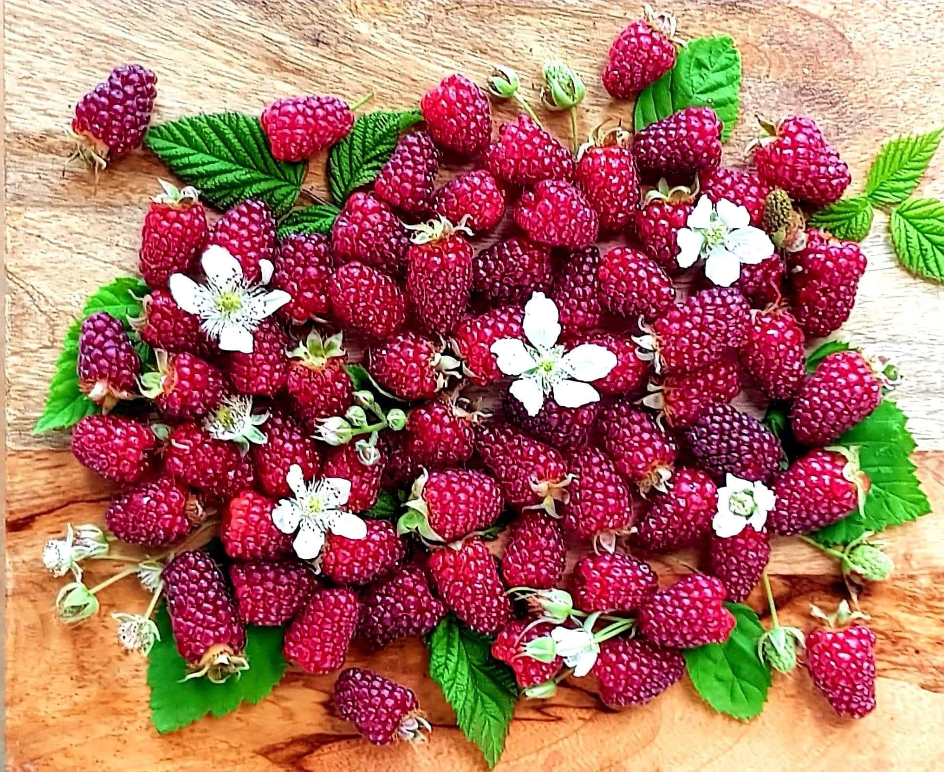 Join “Fleming Berries” on Spaces by Wix