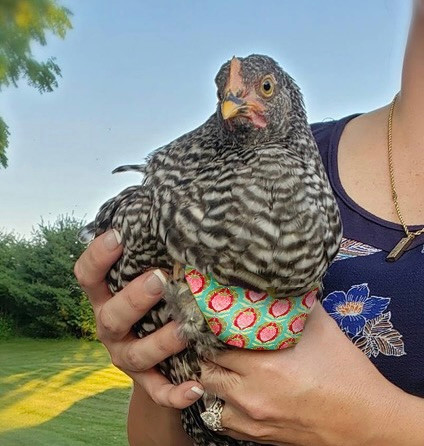 CROP BRA/ CROP TRUSS | TheWellDressedDuck