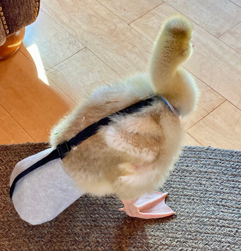 GOSLING DIAPERS | TheWellDressedDuck