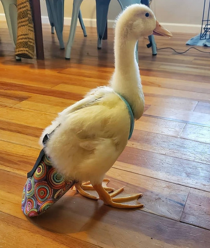 RAINBOW CIRCLES and PURPLE FLEECE DUCK DIAPER | TheWellDressedDuck