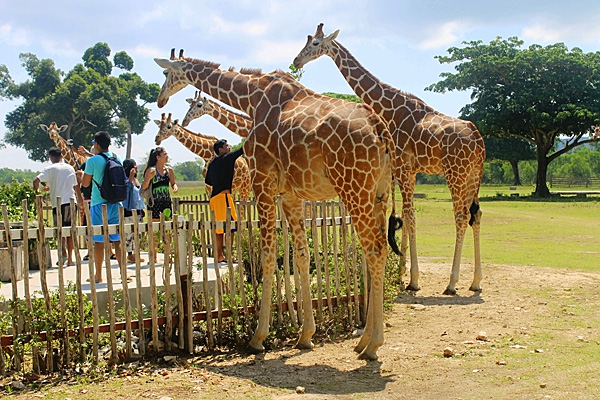Calauit Safari | Calauit Tour | Coron and Busuanga Day Tours