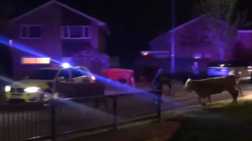 Rural Crime Alert - Cows escape from common and cause havoc in ...