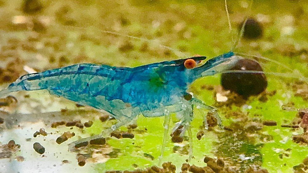 A Beginner's Guide to Keeping Shrimp