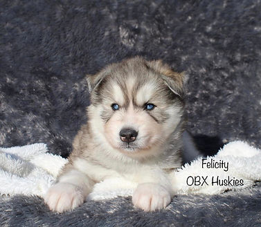 Available pups at obx huskies