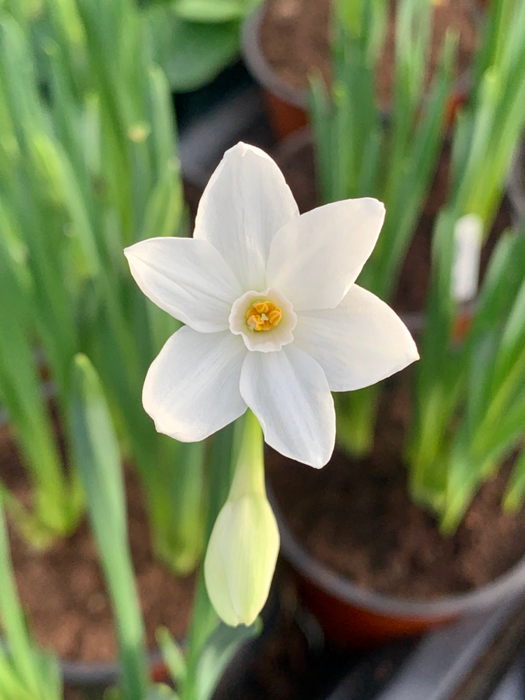 Plant of the week: Narcissus Paperwhites