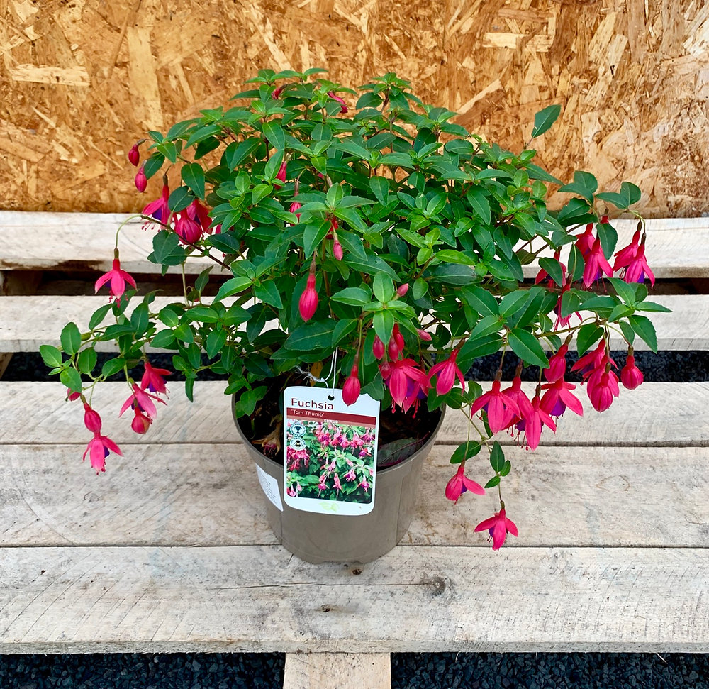 Plant of the week: Hardy Fuchsia