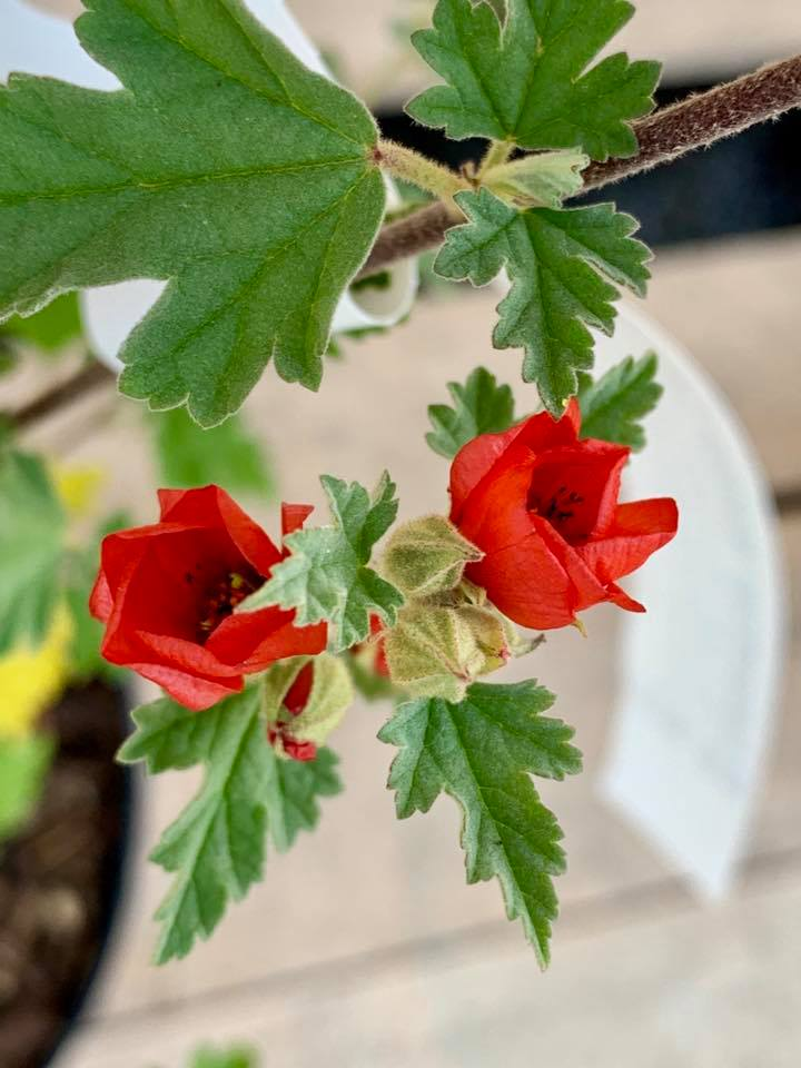 Plant of the week: Sphaeralcea Newleaze Coral