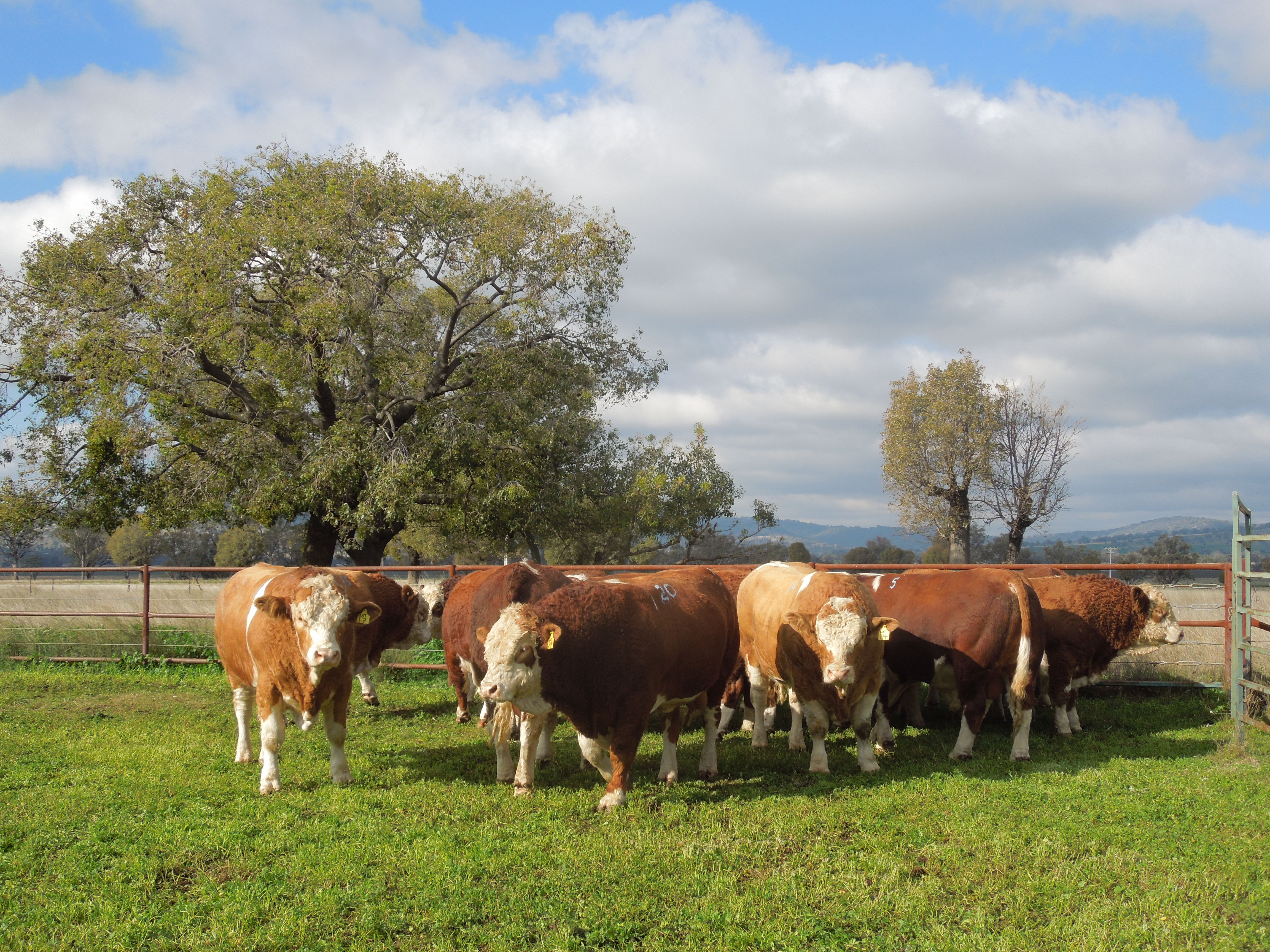 Barana Simmentals | Australia