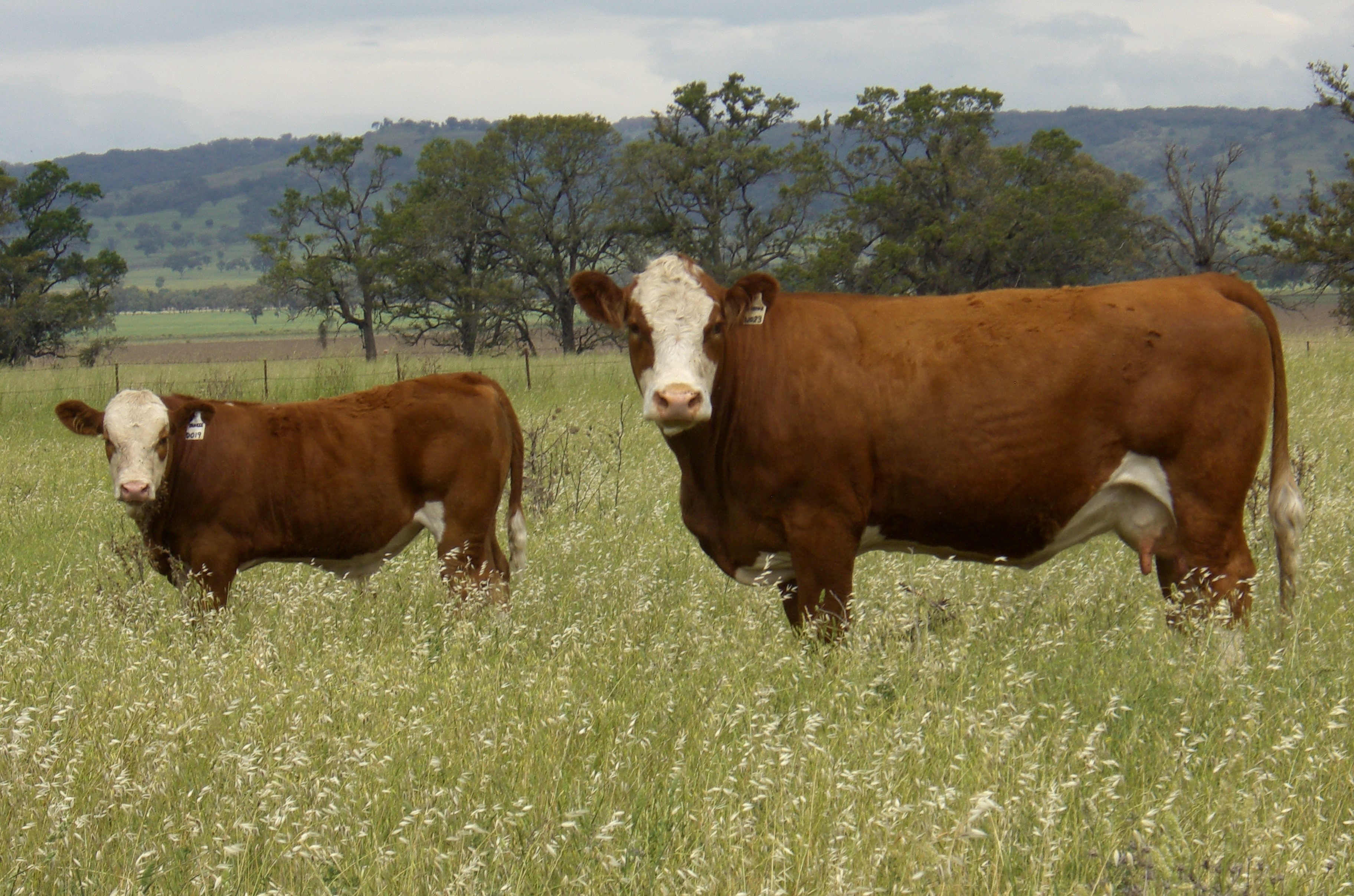 Barana Simmentals | Australia