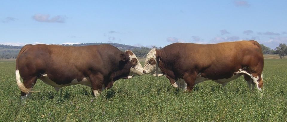 Barana Simmentals | Australia