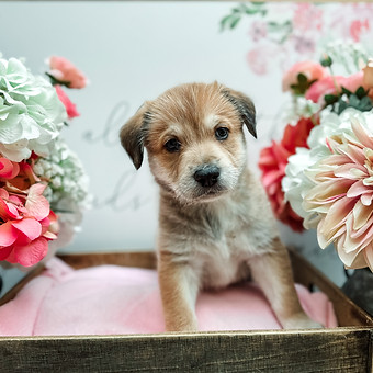 Dogs | ARK Pet Rescue