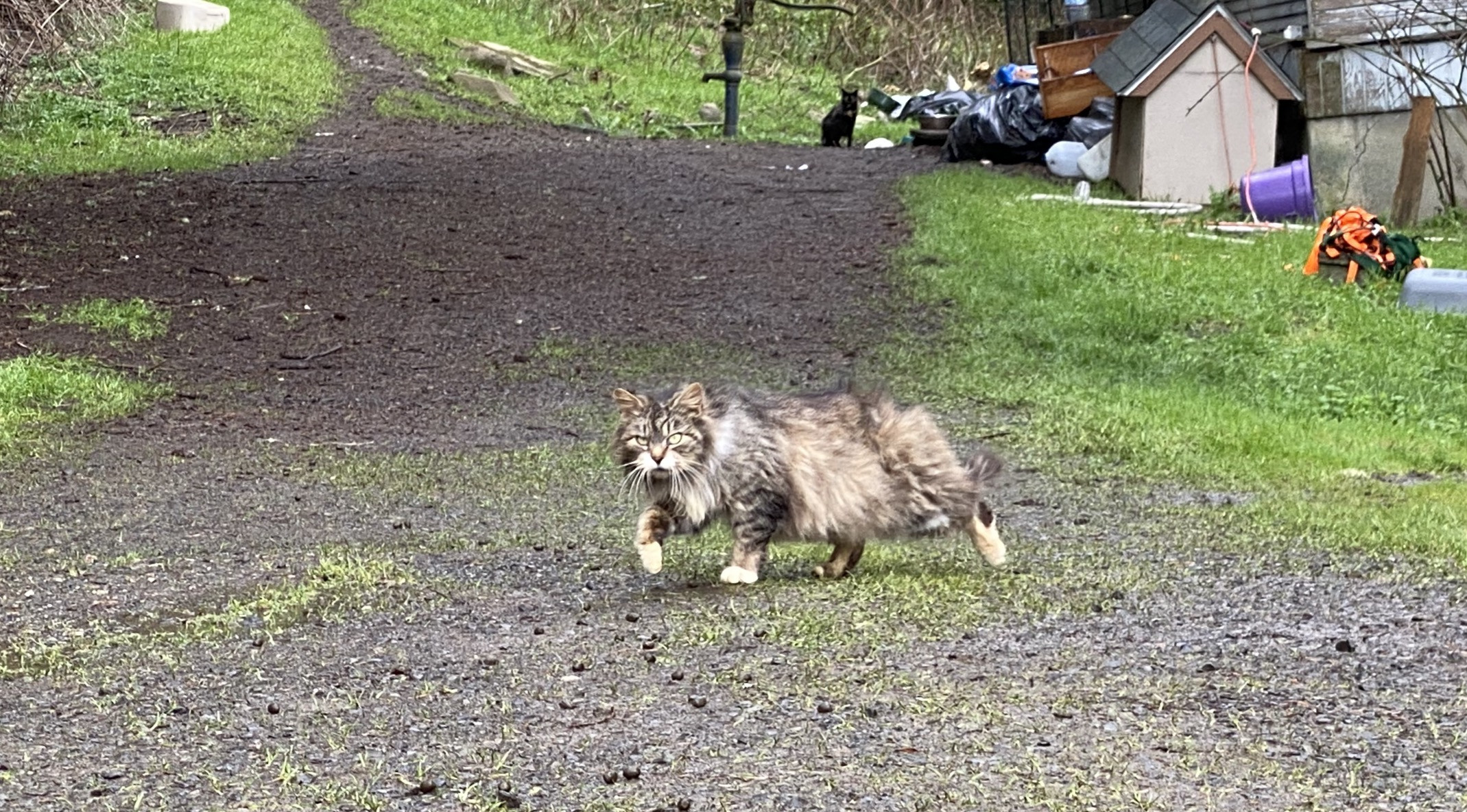 Help The Animals! | ARK Pet Rescue