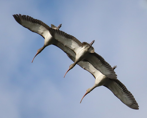 Three Abreast | Riley Photos