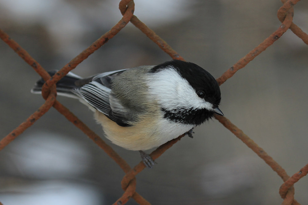 The Language of Birds