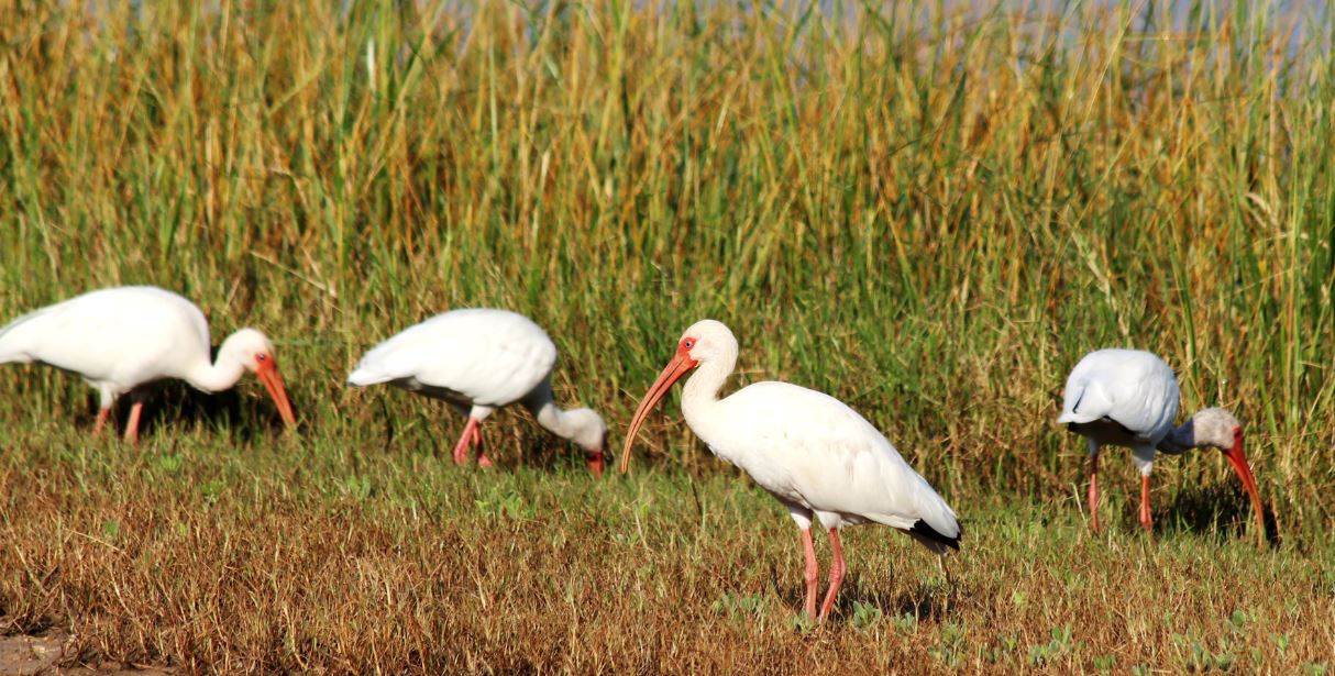 Summer Birding Tips: Finding the Birds & Beating the Heat